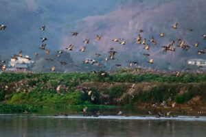 Deepor Beel - Living Lakes Network