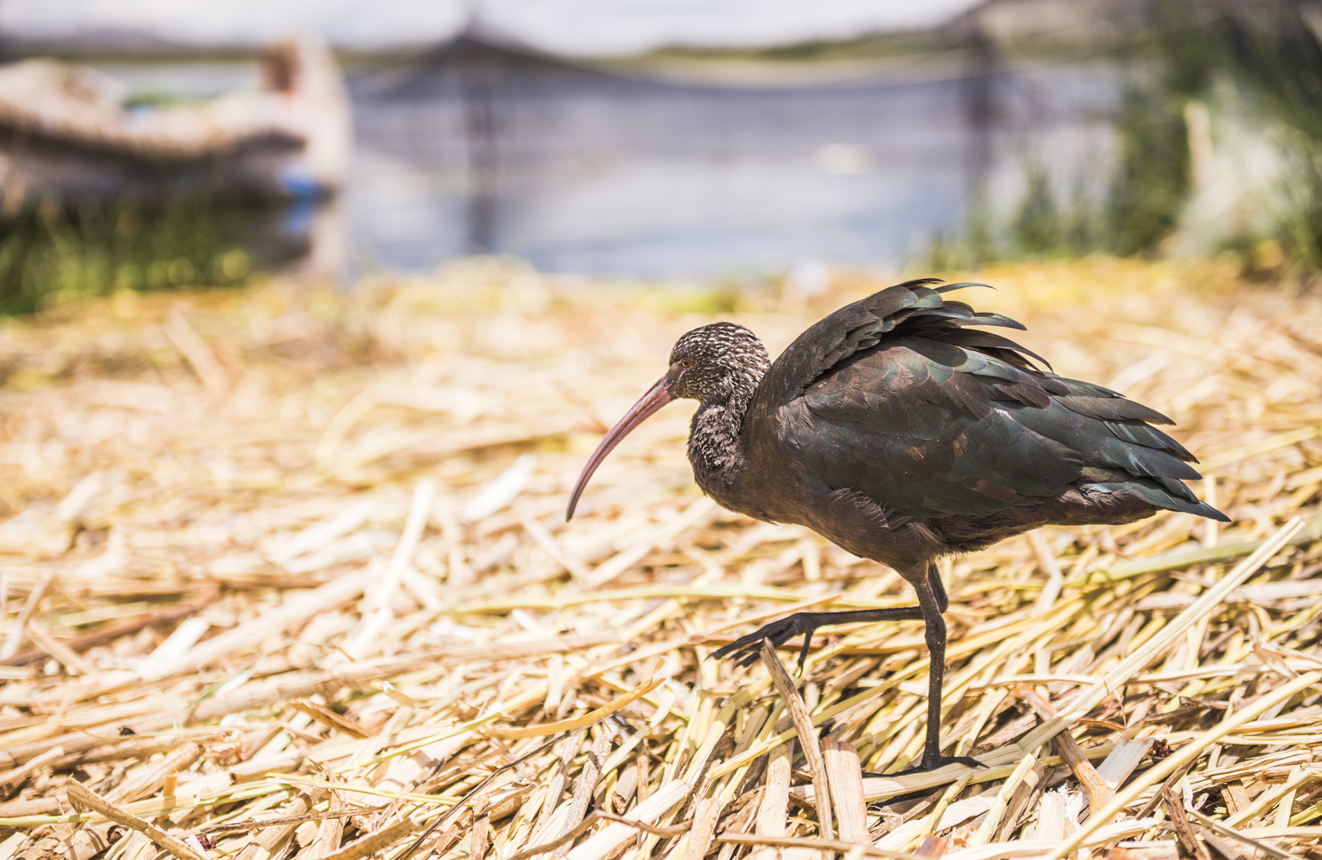Lake Titicaca - Living Lakes Network