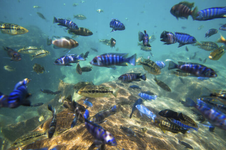Lake Malawi - Living Lakes Network
