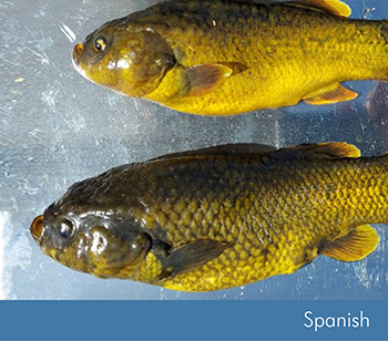 Fish of Lake Titicaca - Living Lakes Network