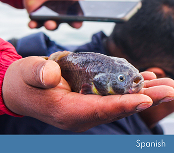 Learning about Native Fish of Lake Titicaca - Living Lakes Network